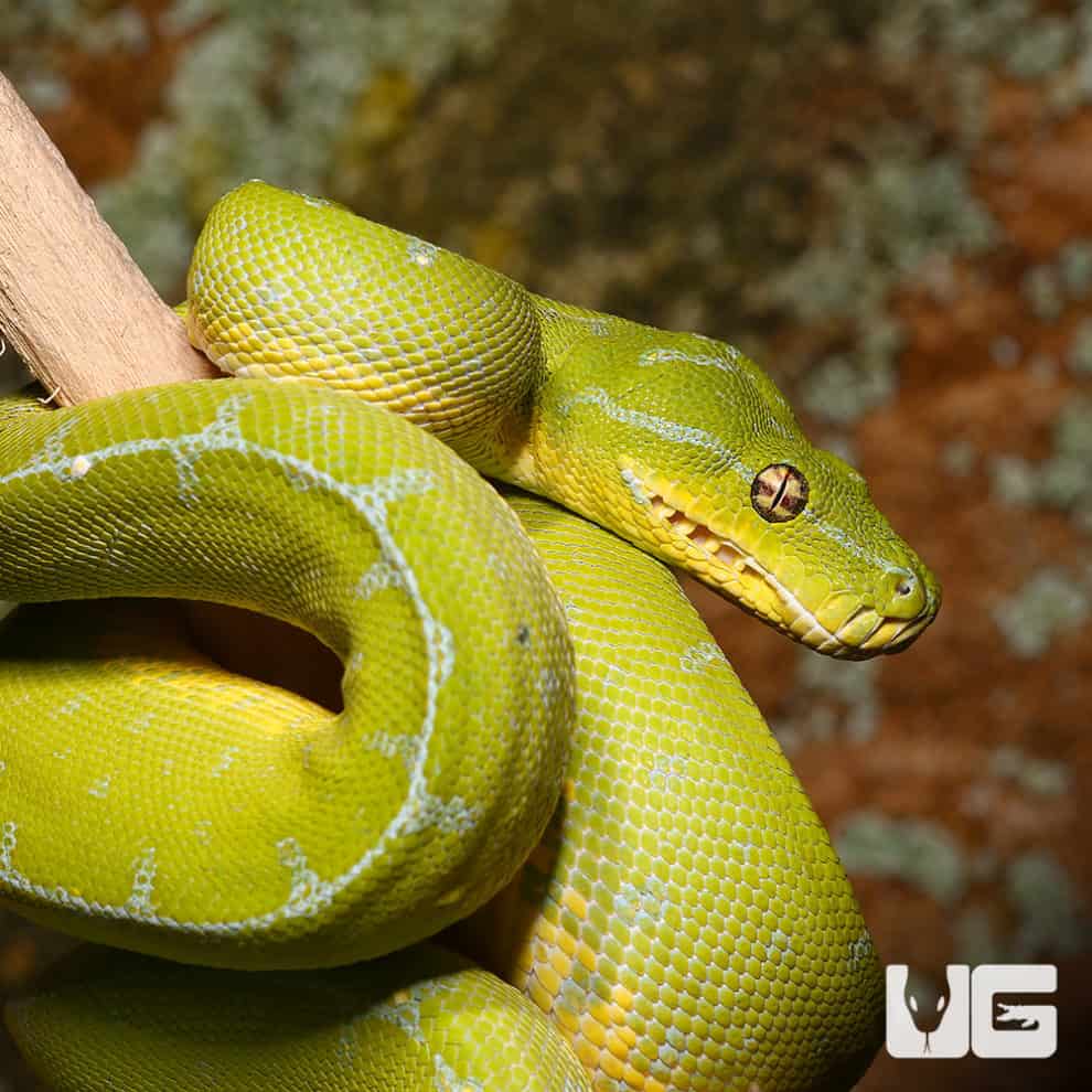Baby Jayapura Green Tree Pythons (Morelia viridis) For Sale ...