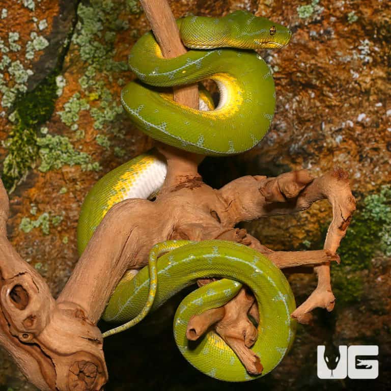 Baby Jayapura Green Tree Python For Sale - Underground Reptiles