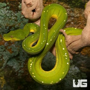 Green Tree Pythons For Sale - Underground Reptiles