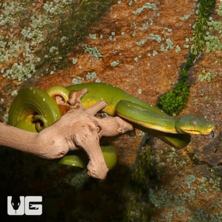 Baby Jayapura Green Tree Python For Sale - Underground Reptiles