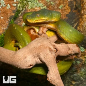 Baby Jayapura Green Tree Python For Sale - Underground Reptiles