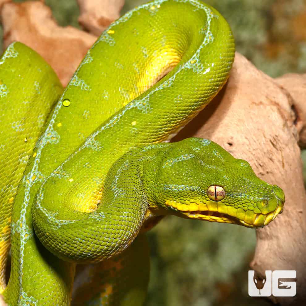 Baby Jayapura Green Tree Python For Sale - Underground Reptiles