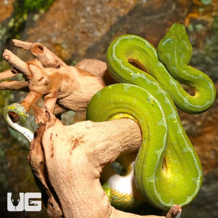 Baby Jayapura Green Tree Python For Sale - Underground Reptiles