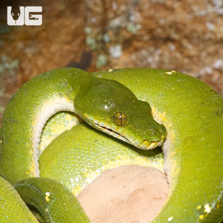 Green Tree Pythons For Sale - Underground Reptiles