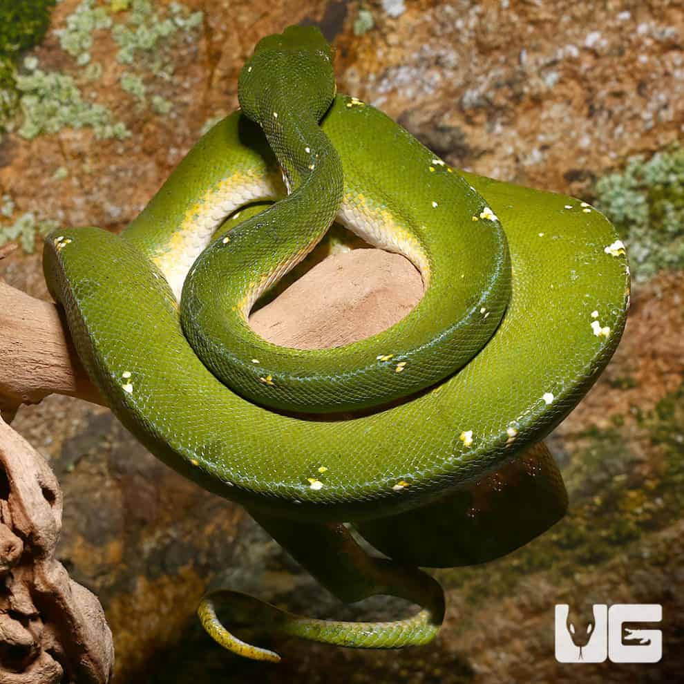 Baby Jayapura Green Tree Python For Sale - Underground Reptiles