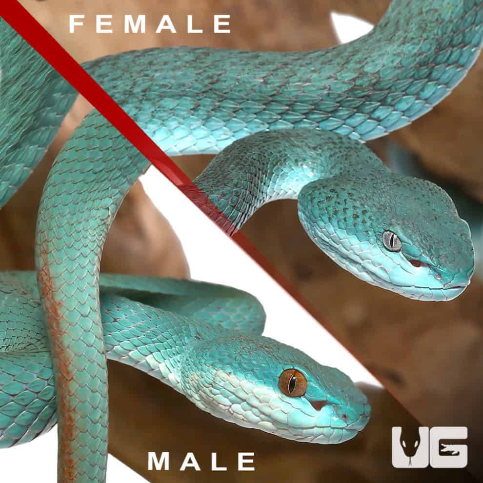 Blue Komodo Island Viper Pair For Sale - Underground Reptiles