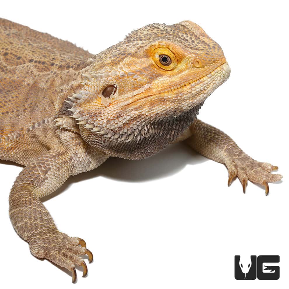 Adult Male Leatherback Red Phase Bearded Dragon (Pogona vitticeps) For ...