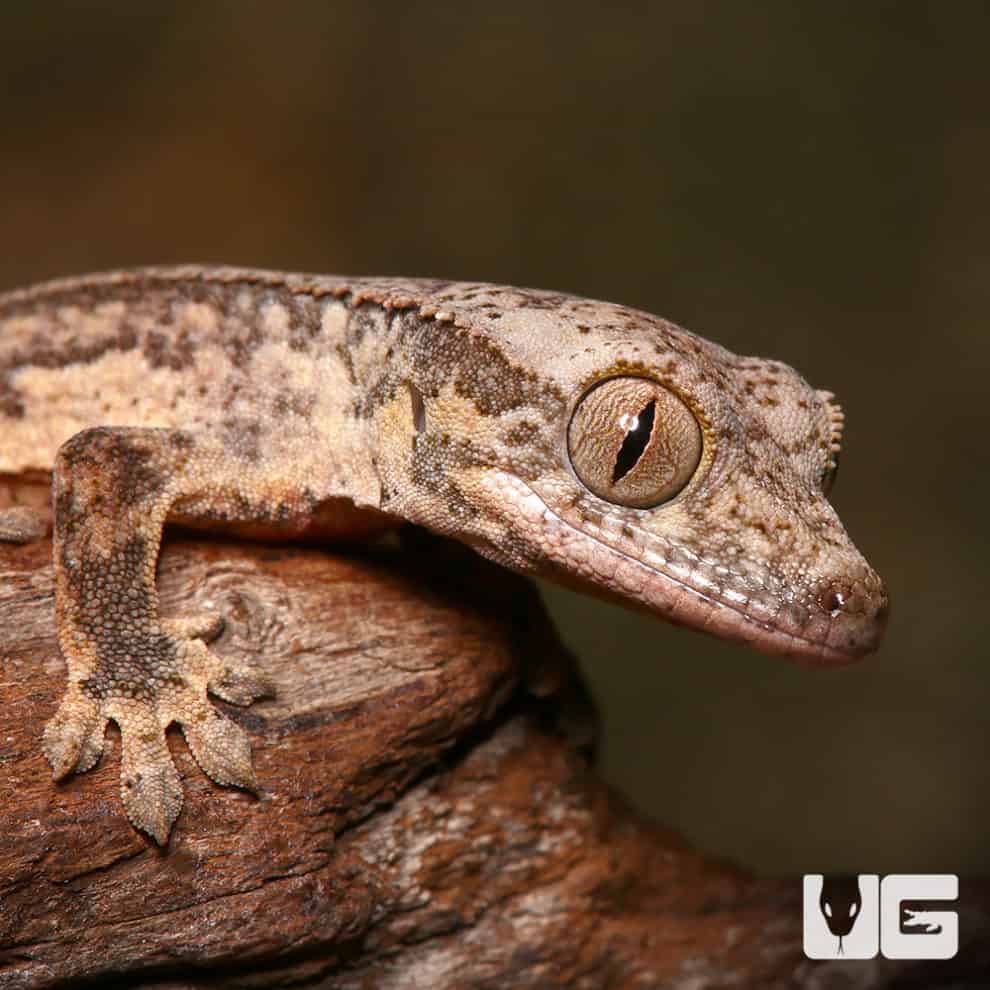 Baby C2 Brindle Partial Pinstripe Crested Geckos For Sale - Underground ...