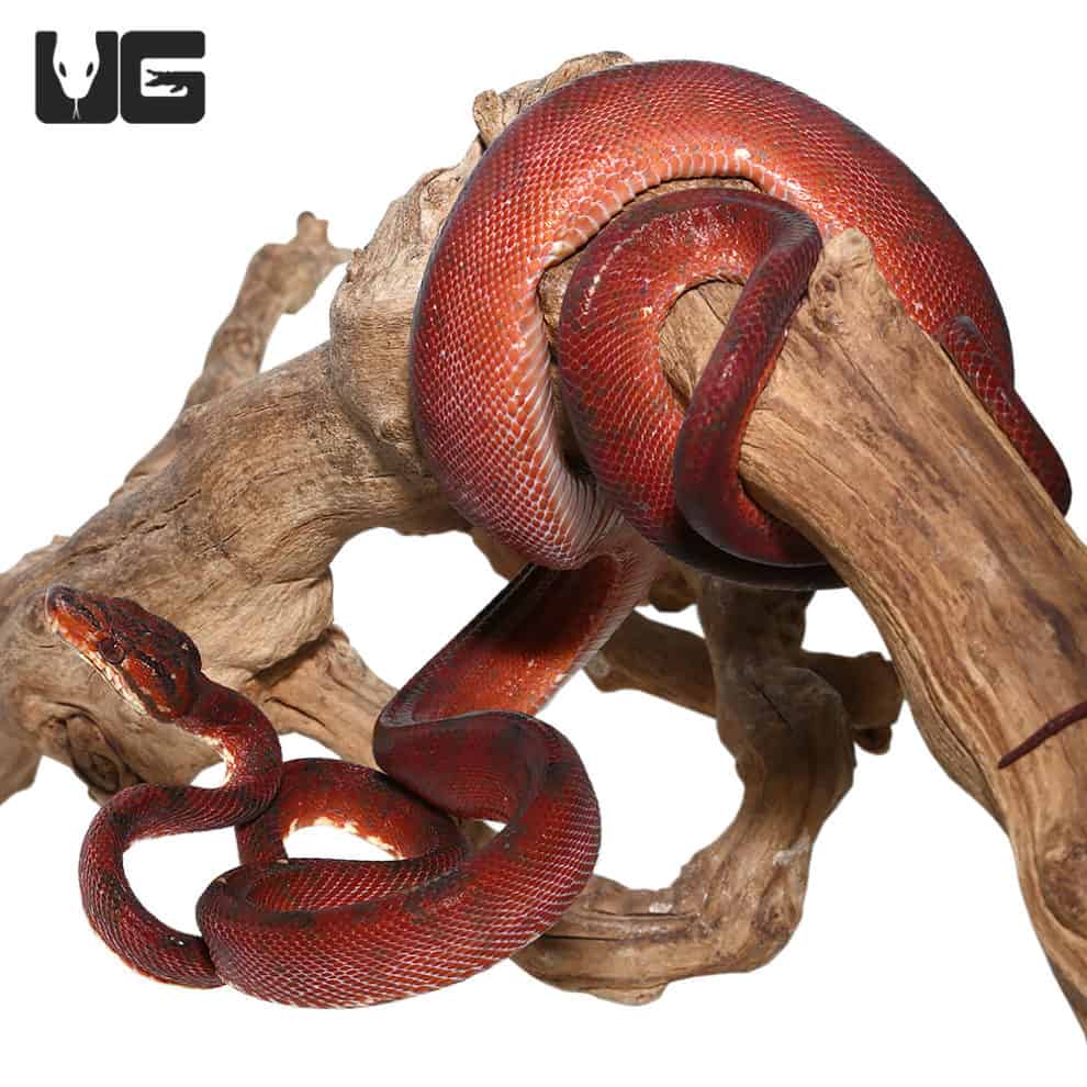 Blood Red Amazon Tree Boas (Corallus hortulanus) For Sale - Underground ...