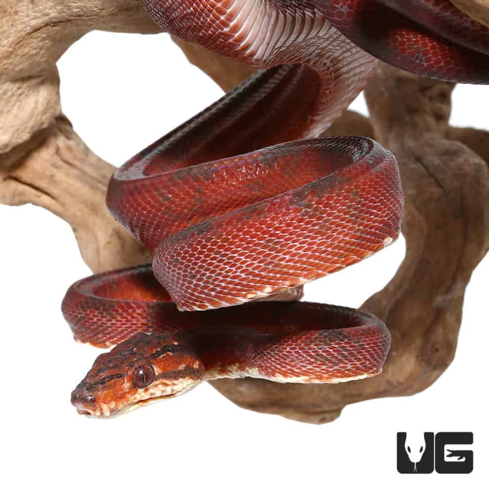 Blood Red Amazon Tree Boas (Corallus hortulanus) For Sale - Underground ...