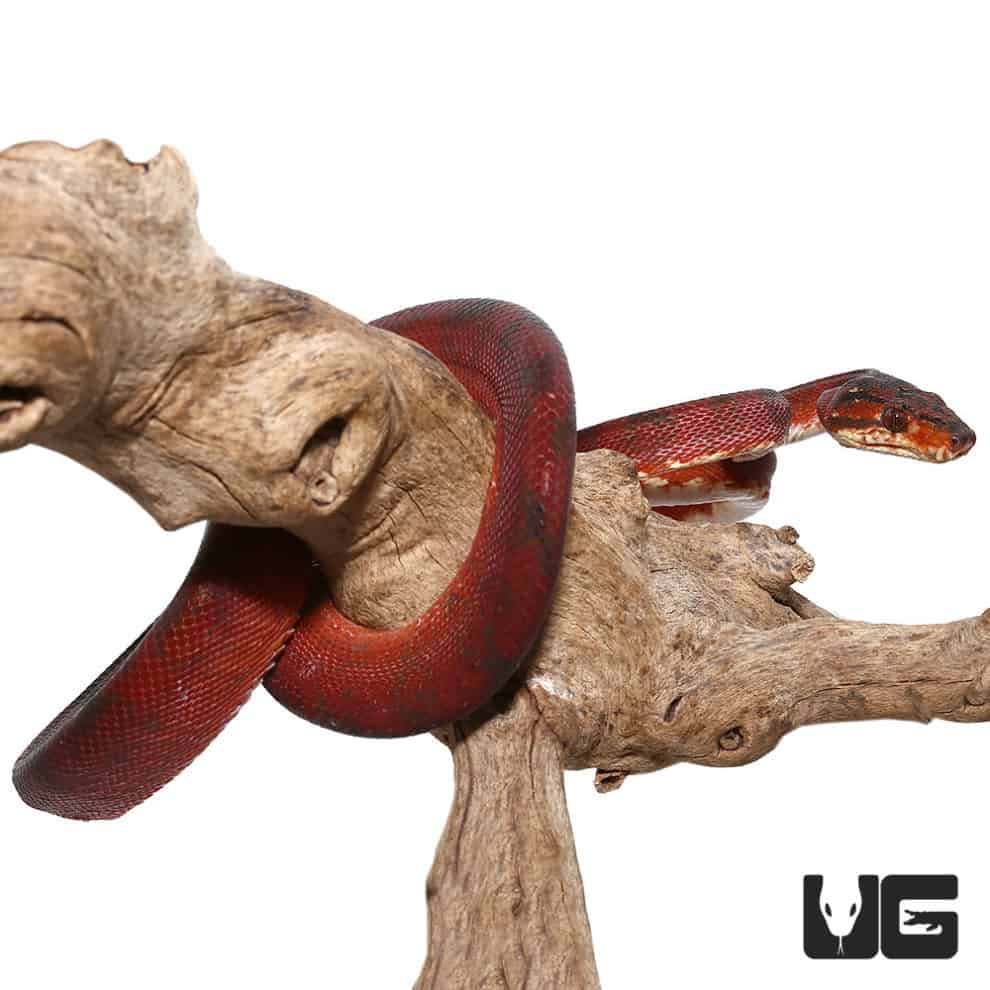 Blood Red Amazon Tree Boas (Corallus hortulanus) For Sale - Underground ...