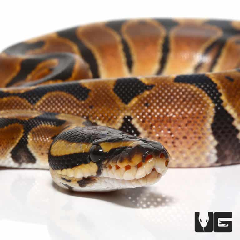 Ball Pythons For Sale - Underground Reptiles