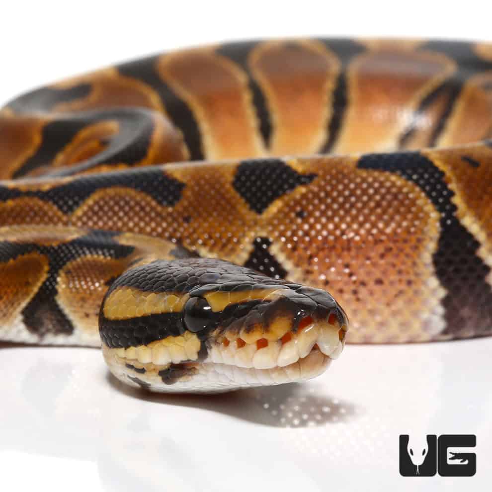 Ball Pythons For Sale - Underground Reptiles