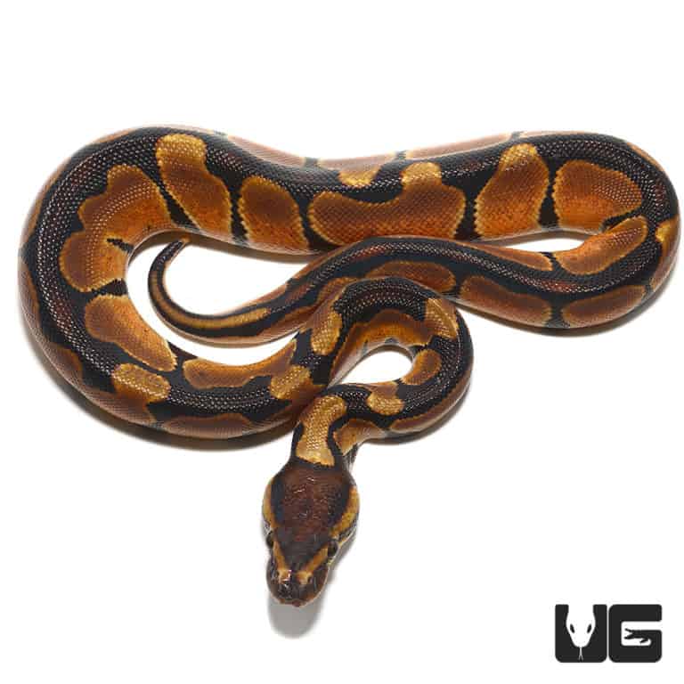 Ball Pythons For Sale - Underground Reptiles