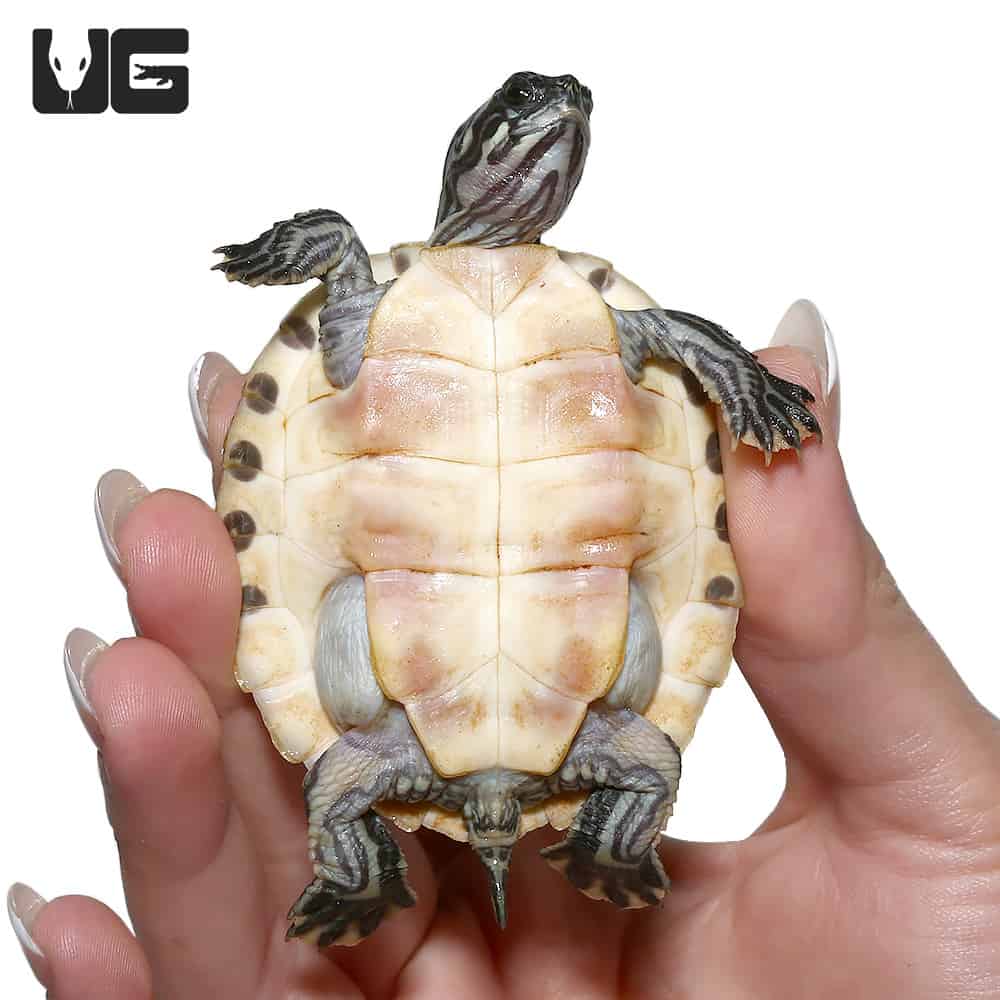 Baby Peninsula Cooter Turtles (Pseudemys peninsularis) For Sale ...