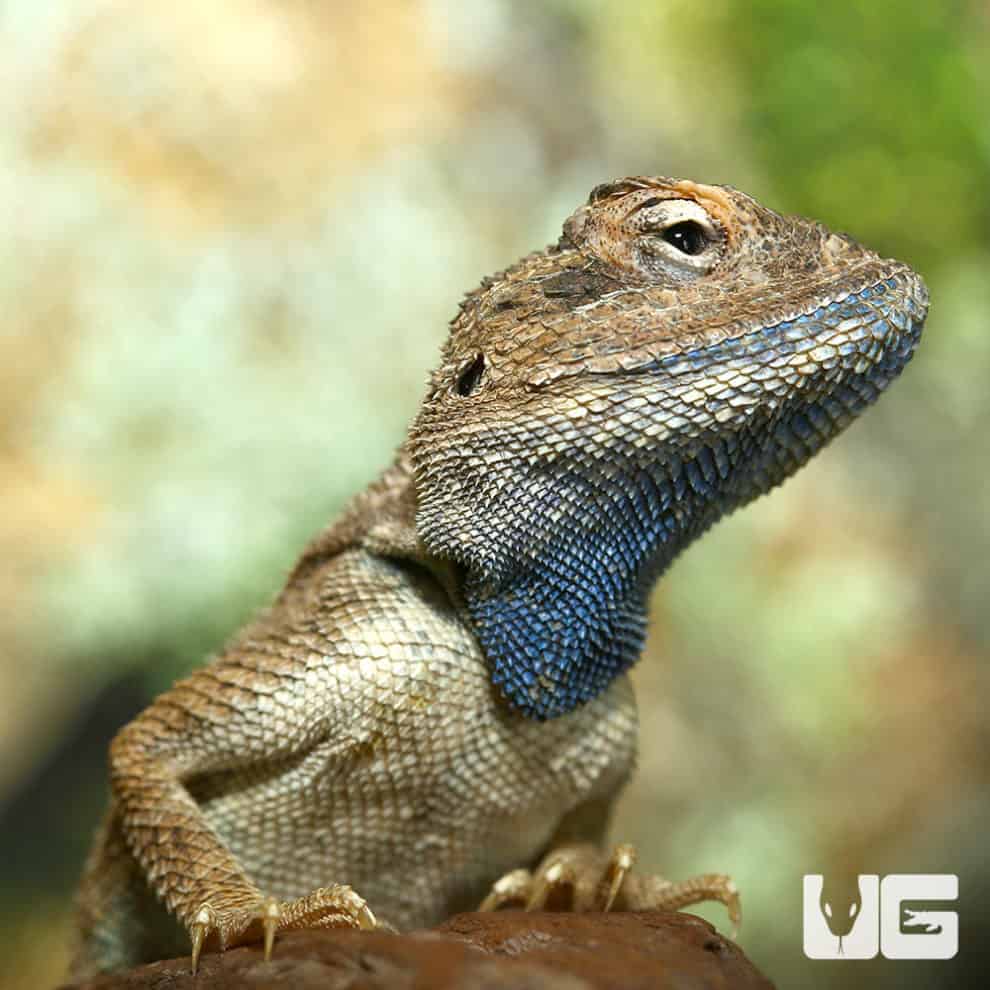 Desert Agamas (Trapelus mutabilis) For Sale - Underground Reptiles