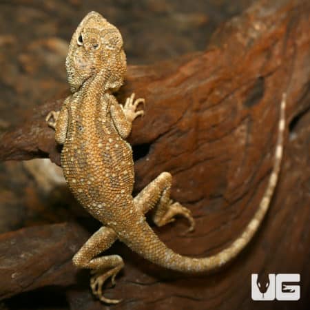 Desert Agamas (Trapelus mutabilis) For Sale - Underground Reptiles