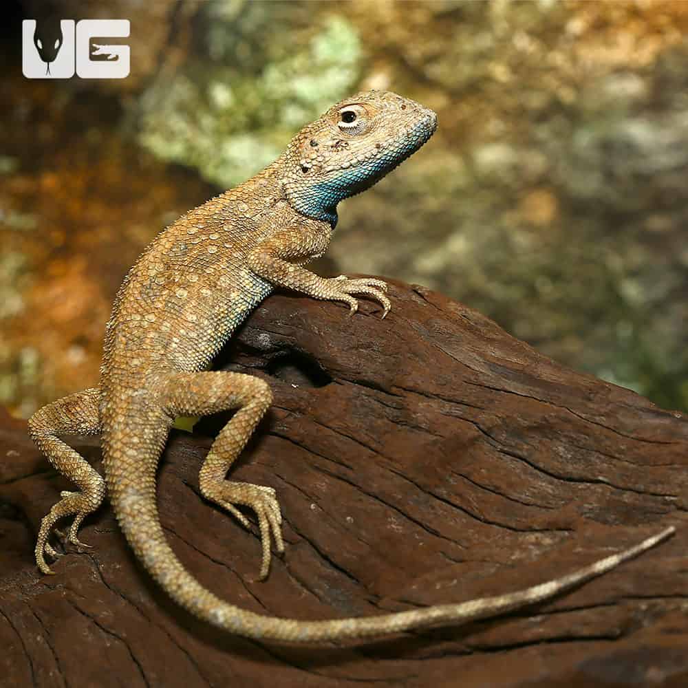 Desert Agamas (Trapelus mutabilis) For Sale - Underground Reptiles