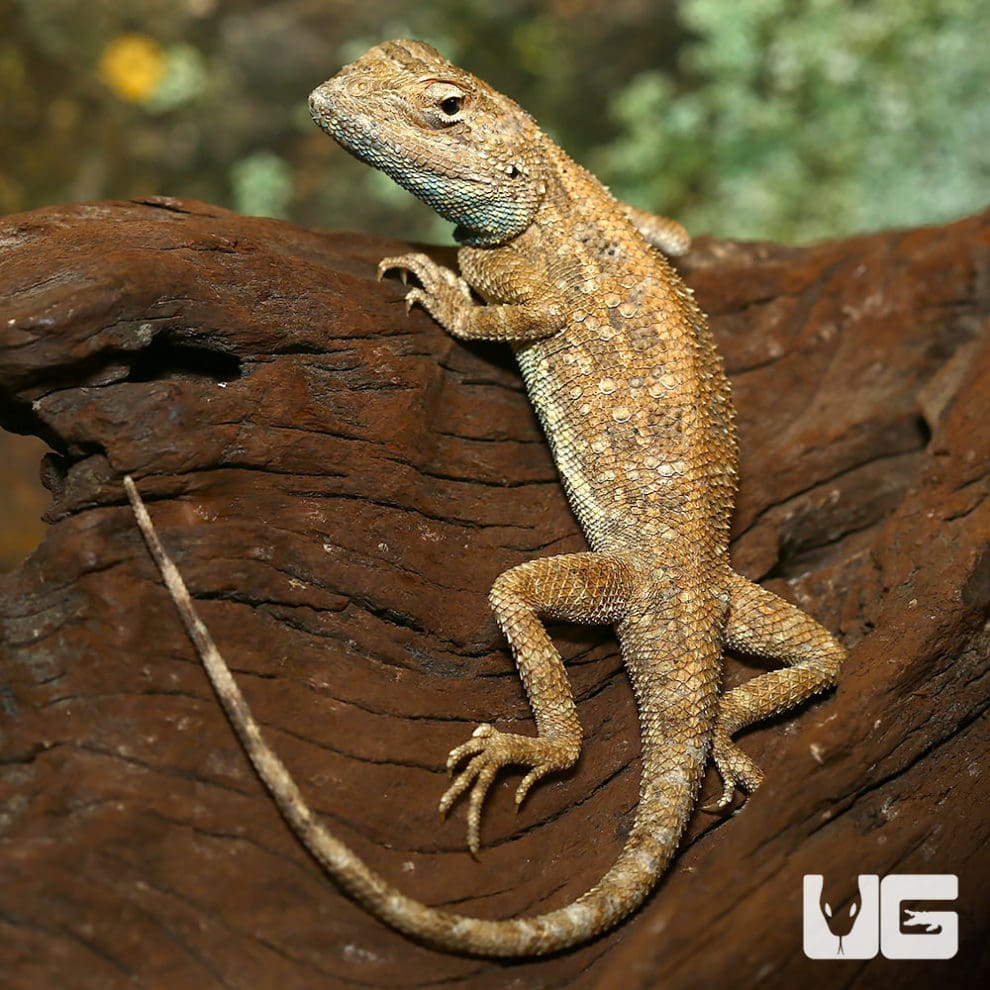 Desert Agamas (Trapelus mutabilis) For Sale - Underground Reptiles