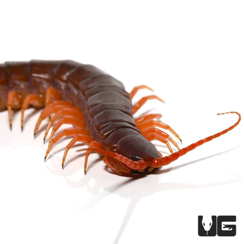 Centipedes, Millipedes and More For Sale - Underground Reptiles