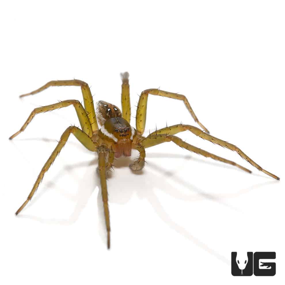 Baby Six Spotted Fishing Spiders for sale - Underground Reptiles