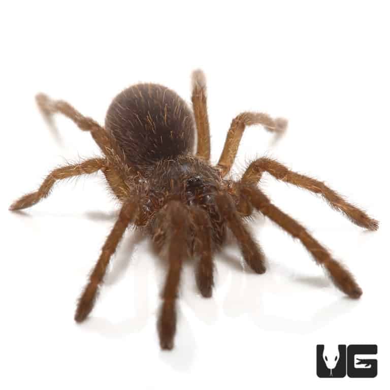 Asian Fawn Tarantula For Sale - Underground Reptiles