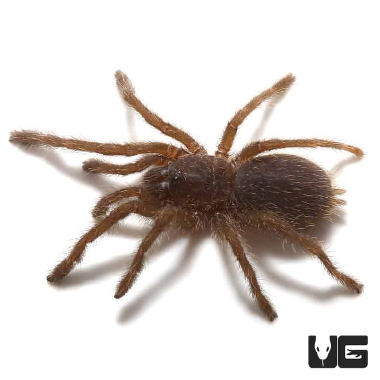 Asian Fawn Tarantula For Sale - Underground Reptiles
