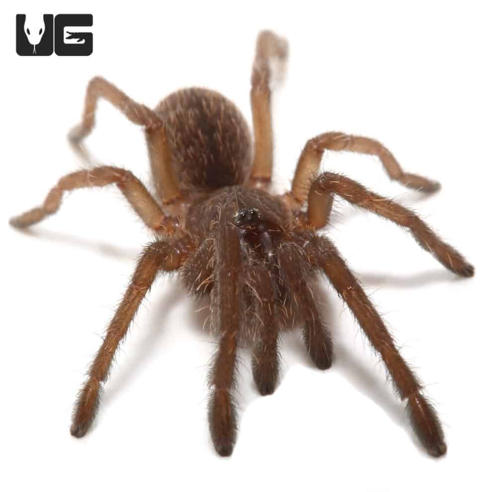 Bamboo Earth Tiger Tarantula (Taksinus bambus) For sale - Underground ...