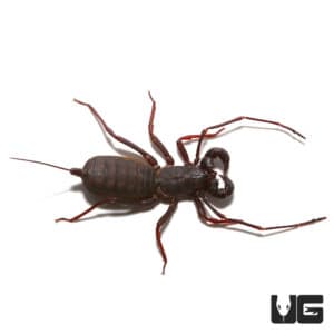 Thai Vinegaroons For Sale - Underground Reptiles