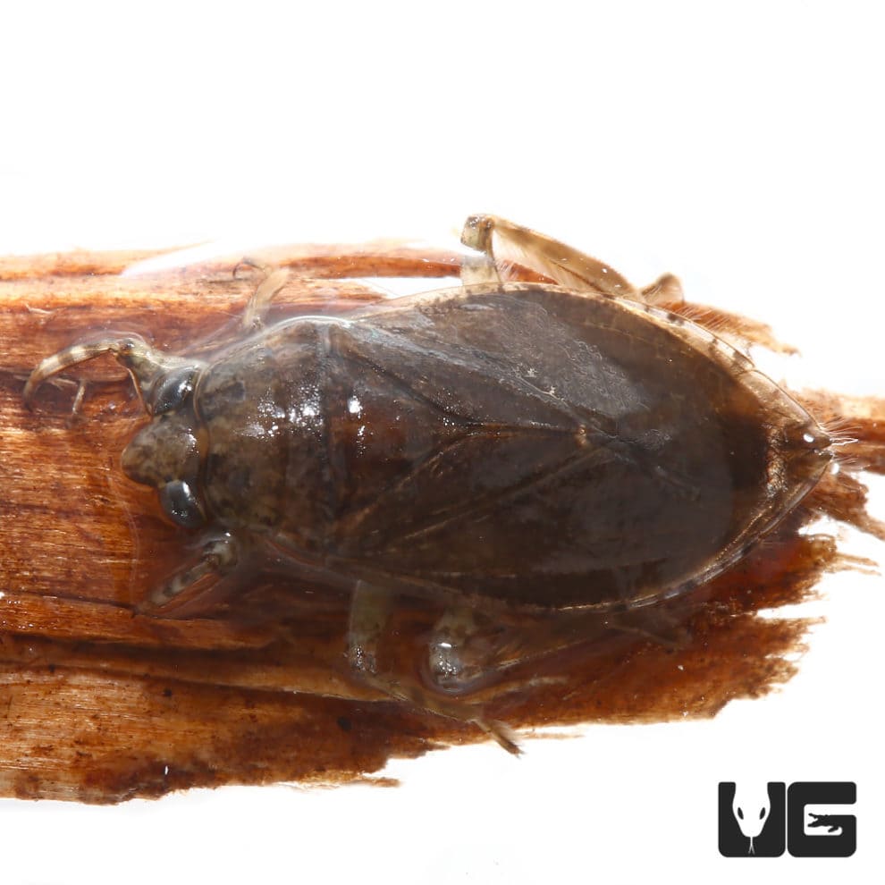 Water Bug (Belostoma sp.) For Sale - Underground Reptiles