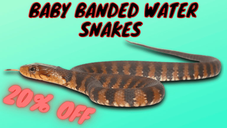 Underground Reptiles - Exotic Reptiles, Amphibians, Lizards and Mammals