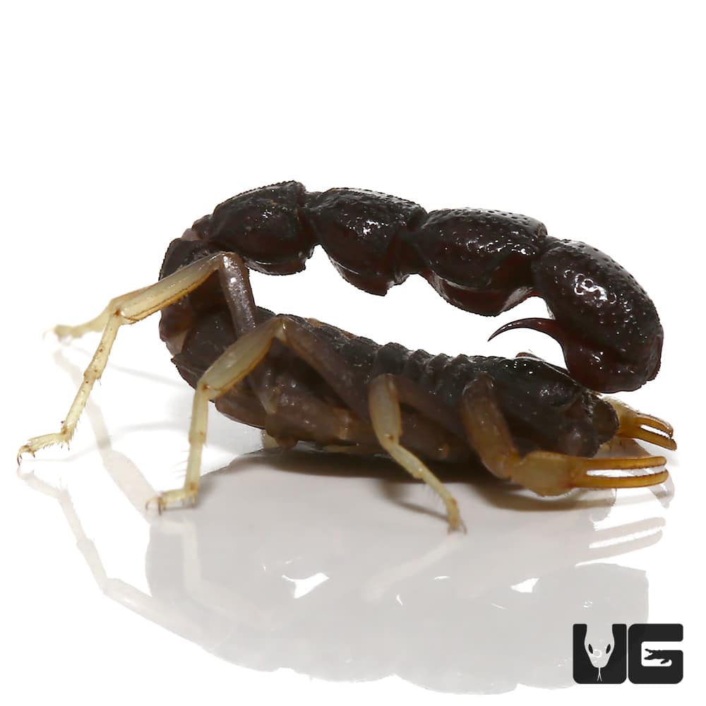 Pillar Tail Scorpions (Orthochirus scrobiculosus negebensis) For Sale ...