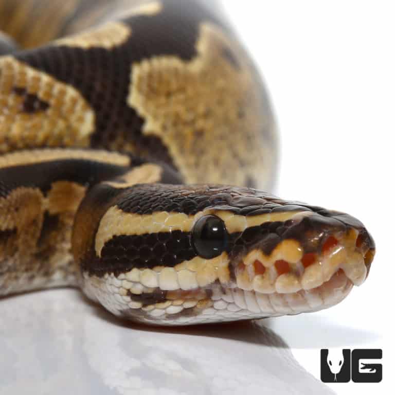 Ball Pythons For Sale - Underground Reptiles