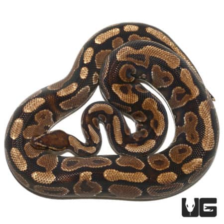 2020 Male Yellowbelly Jedi Ball Python (Python regius) For Sale ...