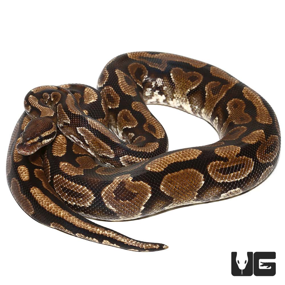 2020 Male Yellowbelly Jedi Ball Python (Python regius) For Sale ...