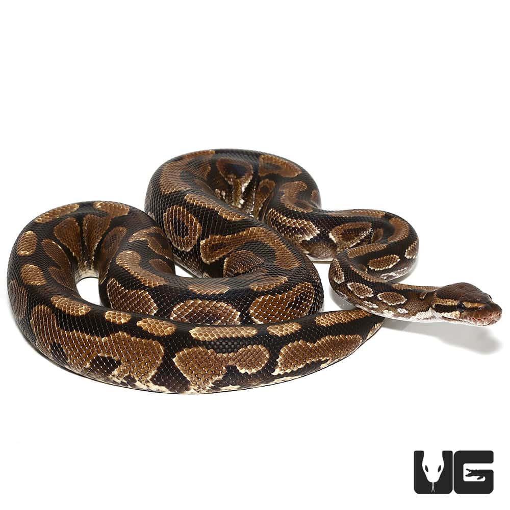 2020 Male Yellowbelly Jedi Ball Python (Python regius) For Sale ...