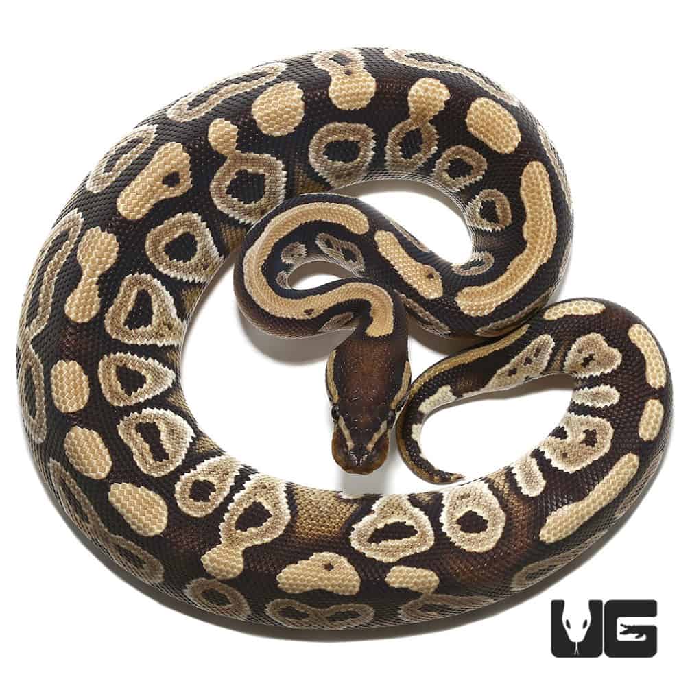 2018 Lavender Albino Spider Ball Python For Sale - Underground Reptiles