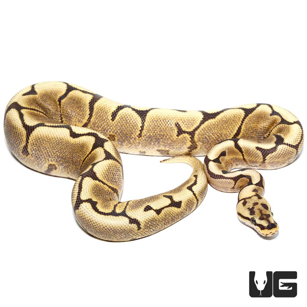 2020 Spider Yellowbelly Disco Het Hypo Ball Python (Python regius) For ...
