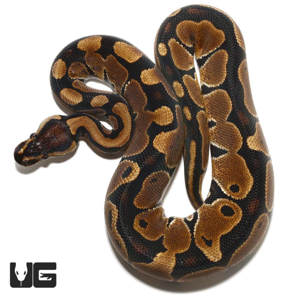 Ball Pythons For Sale - Underground Reptiles