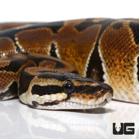 Ball Pythons For Sale - Underground Reptiles