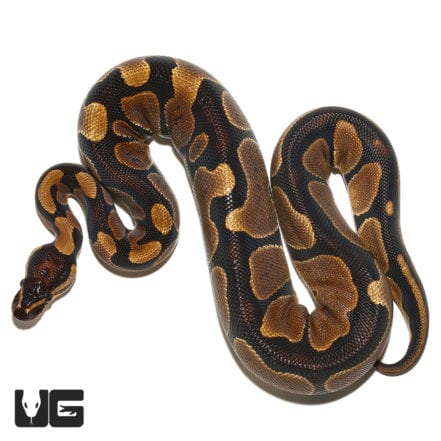 Ball Pythons For Sale - Underground Reptiles