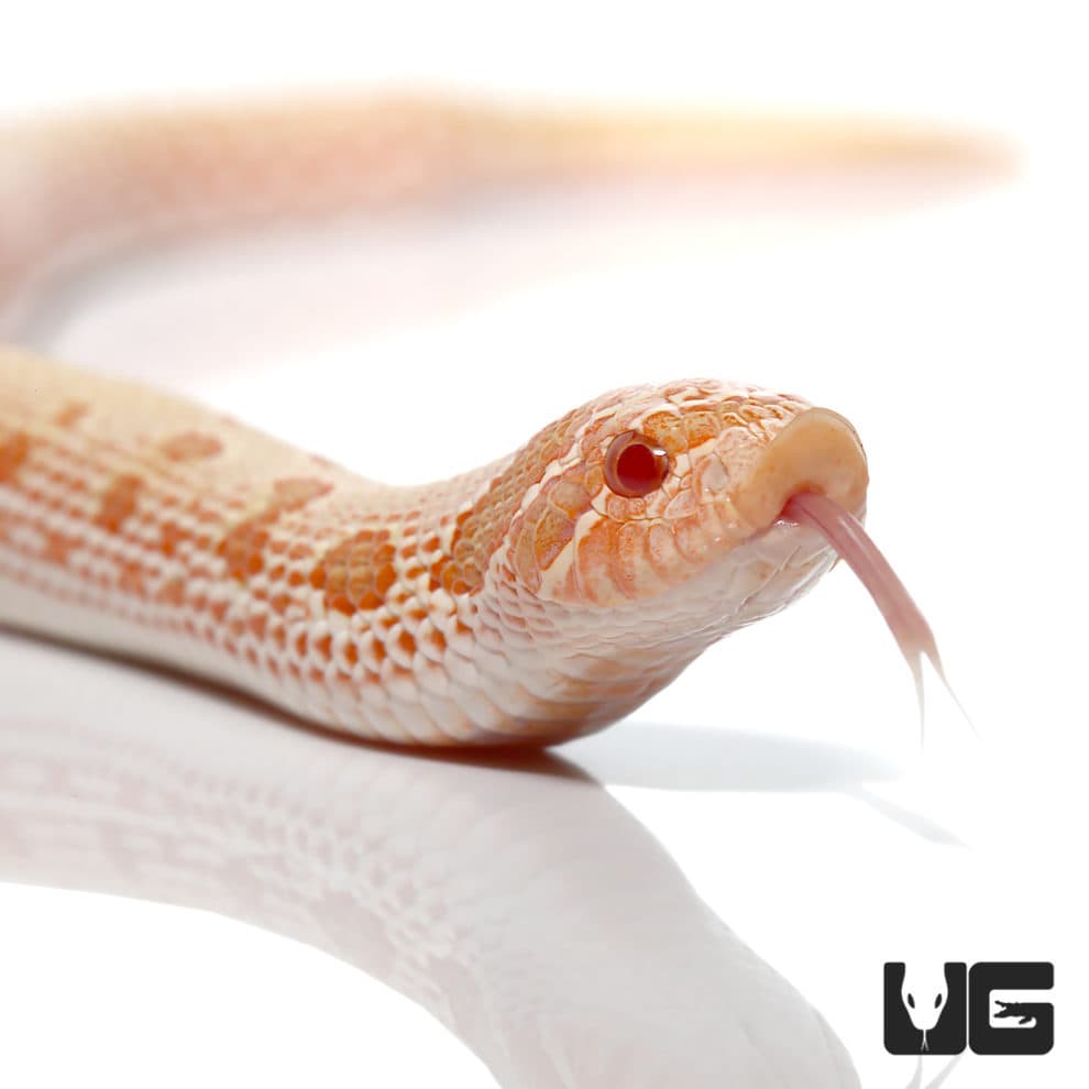 Baby Albino Anaconda Western Hognose Snakes For Sale - Underground Reptiles