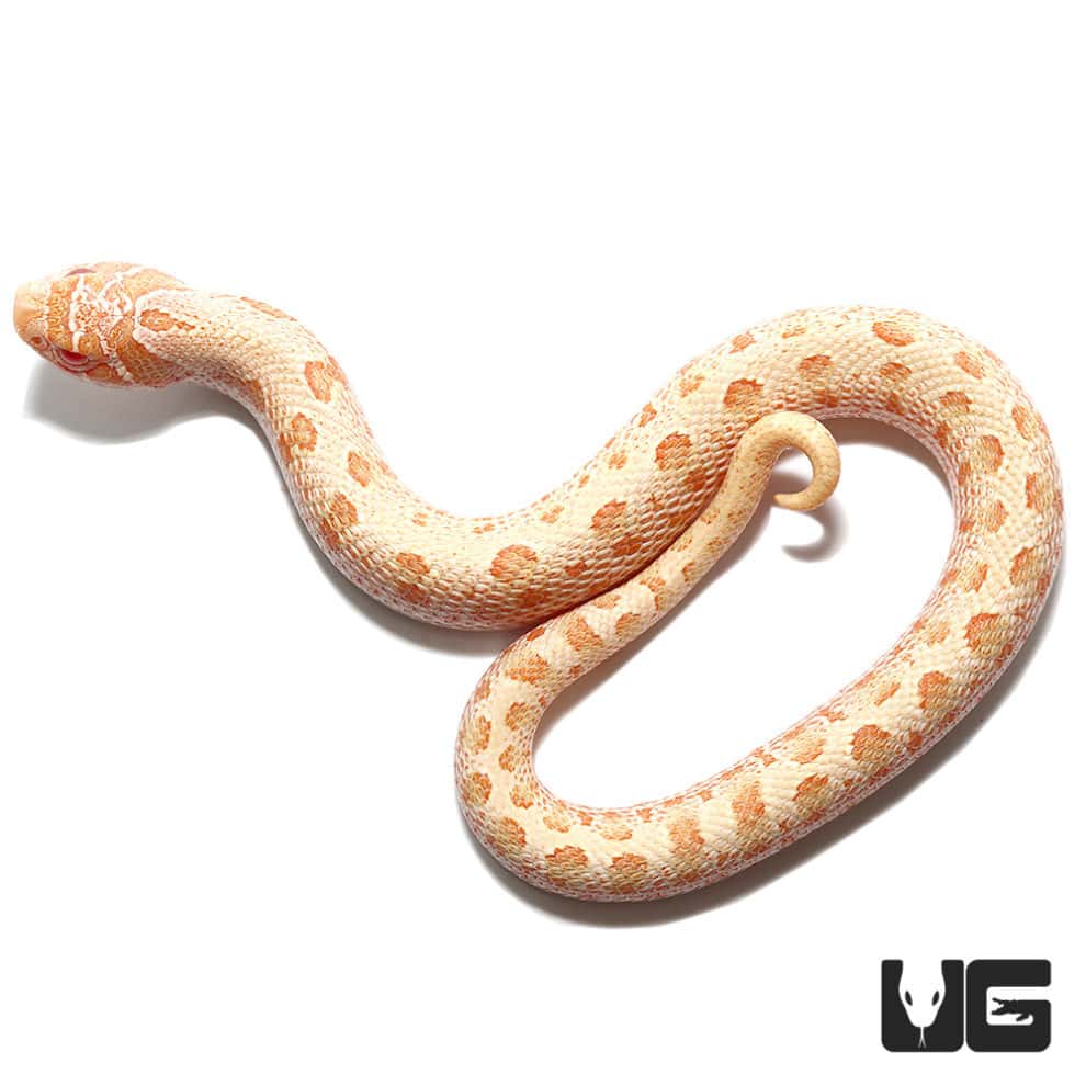 Hognose Snakes For Sale - Underground Reptiles