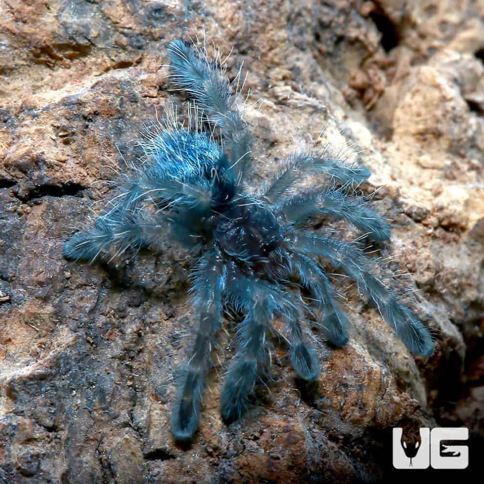 Antilles Pinktoe Tarantulas For Sale - Underground Reptiles