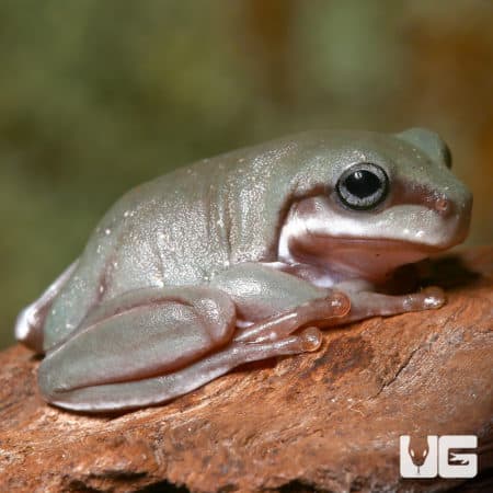 Baby Blue Eyed Super Snowflake Australian Blue Dumpy Tree Frog (Litoria ...