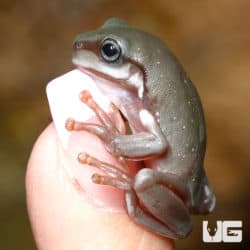 Baby Blue Eyed Super Snowflake Australian Blue Dumpy Tree Frog (Litoria ...