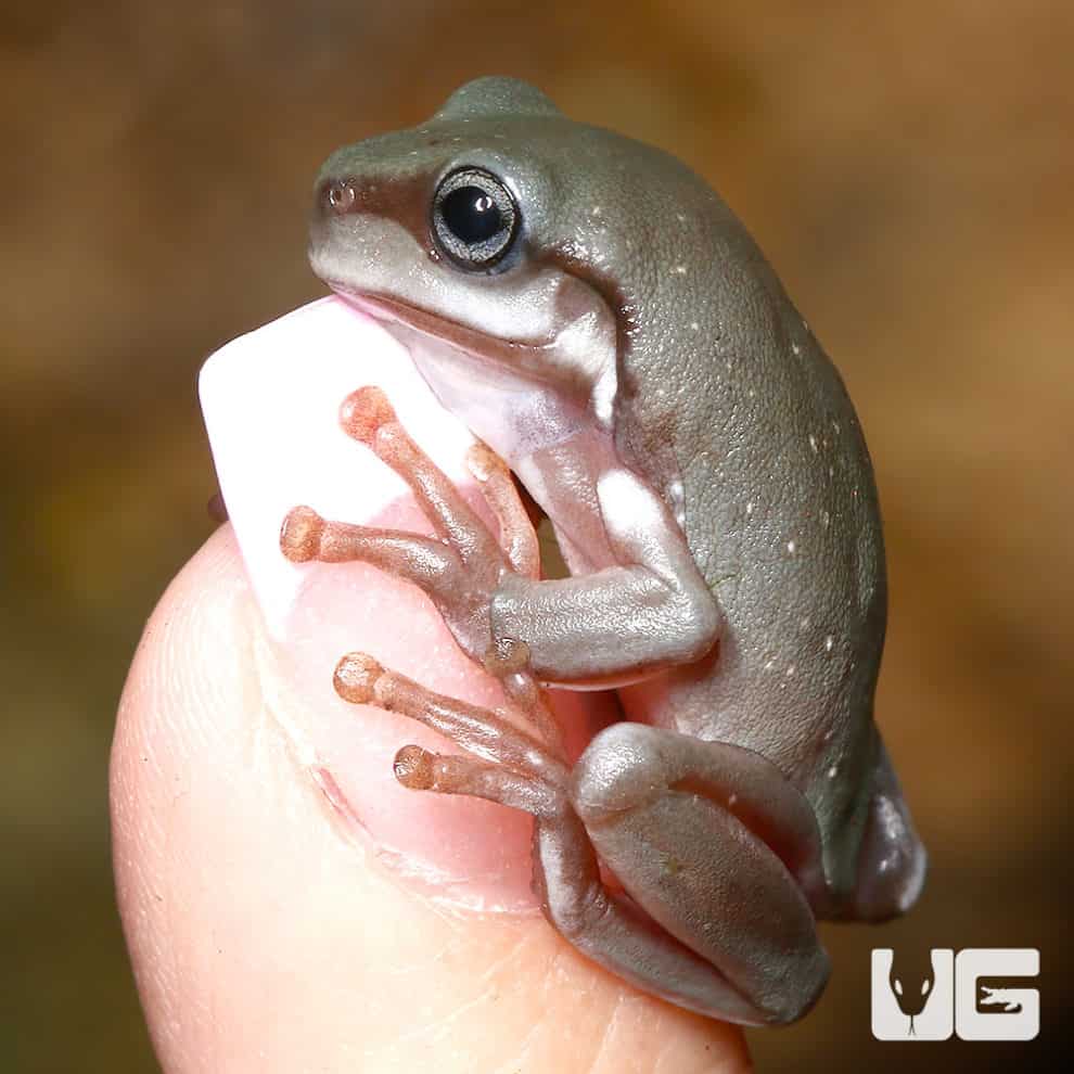 Baby Blue Eyed Super Snowflake Australian Blue Dumpy Tree Frog (Litoria ...