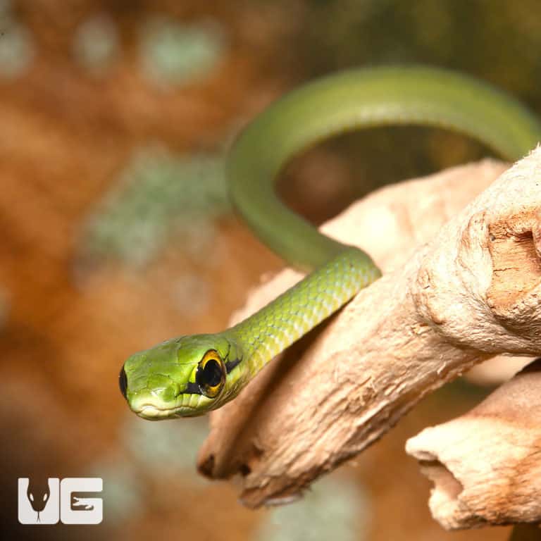 African Emerald Tree Snakes For Sale - Underground Reptiles