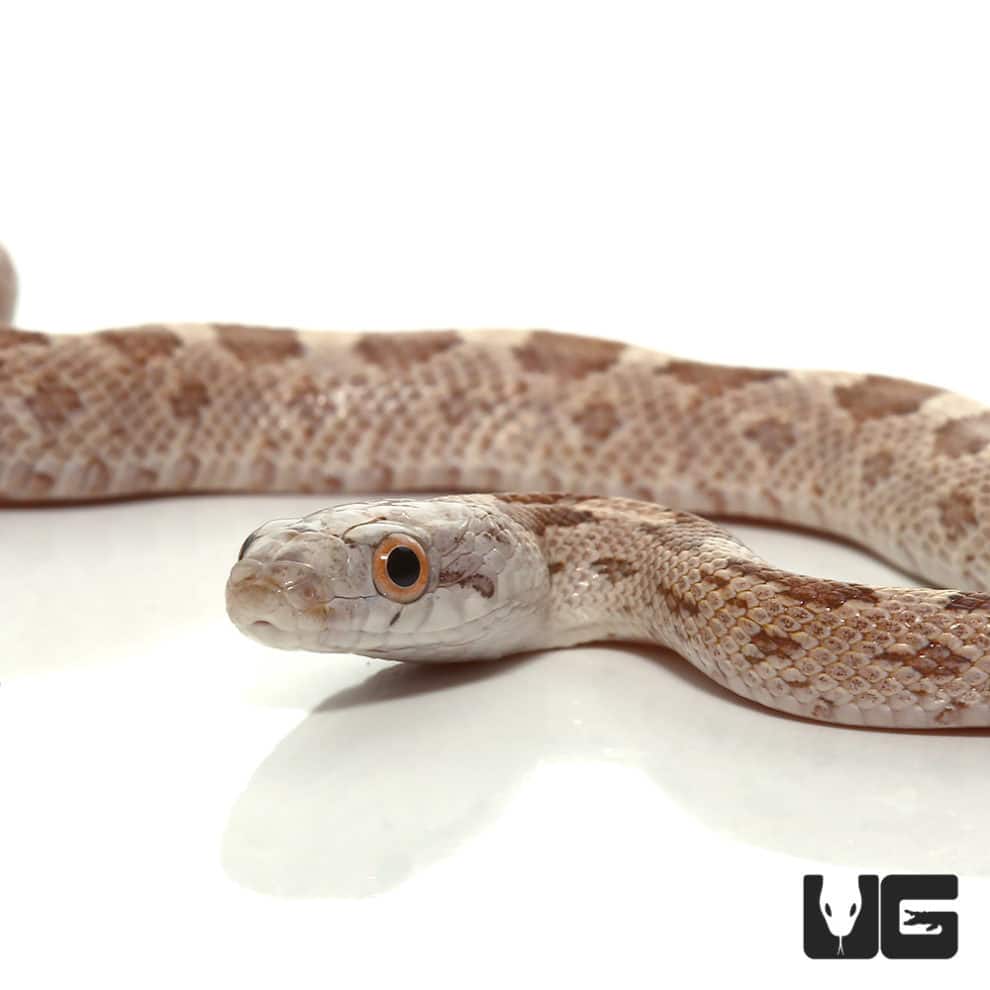 Hatchling Dwarf Caiman For Sale - Underground Reptiles