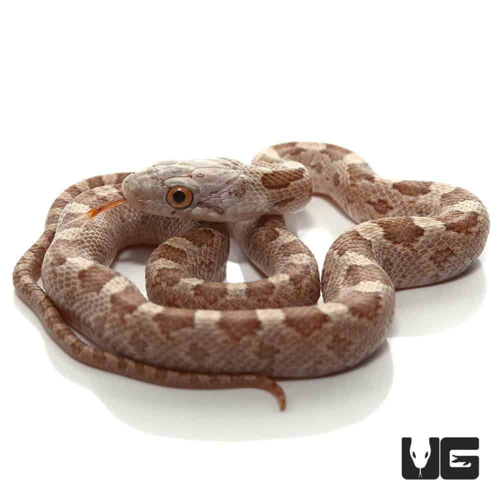 Baby American Alligator For Sale - Underground Reptiles